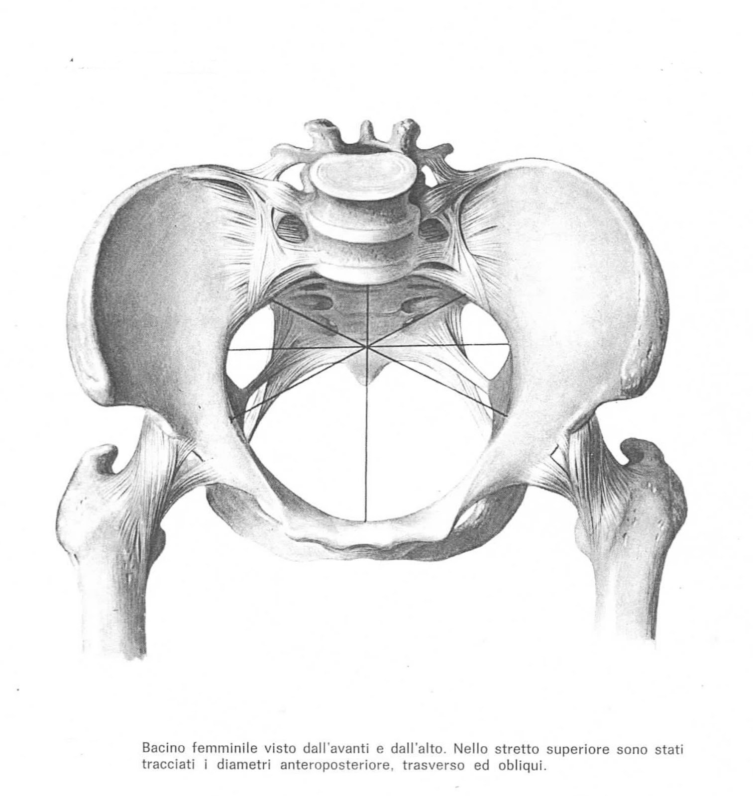 CON IL CORPO VIVO : 21a CORPO ANATOMICO : IL BACINO