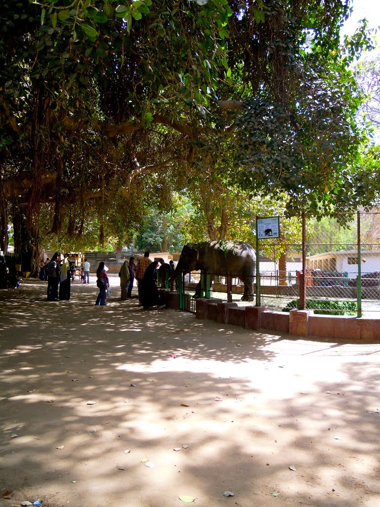 The Circus "NO SPIN ZONE": Giza Zoo--Cairo, Egypt
