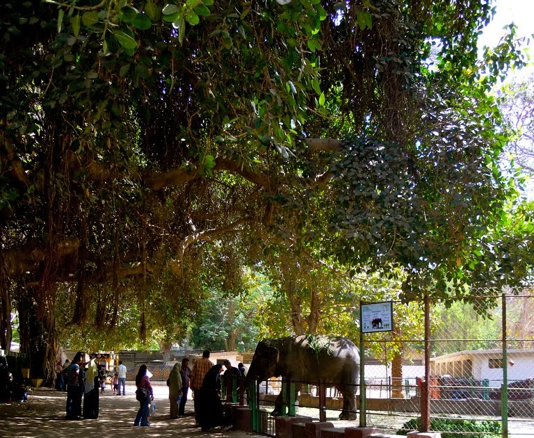 The Circus "NO SPIN ZONE": Giza Zoo--Cairo, Egypt