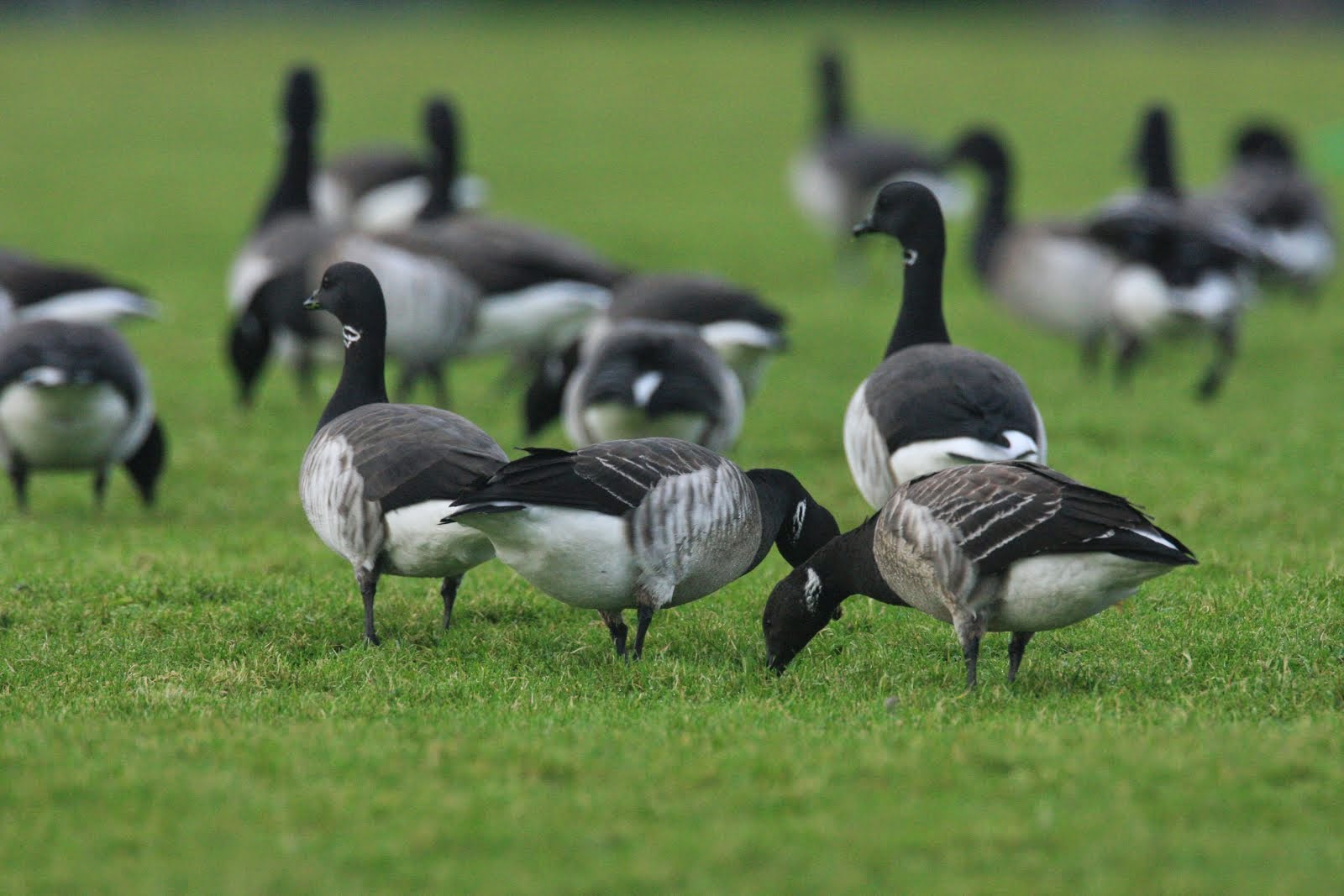 irishbrentgoose: Researching Brent Geese in Dublin