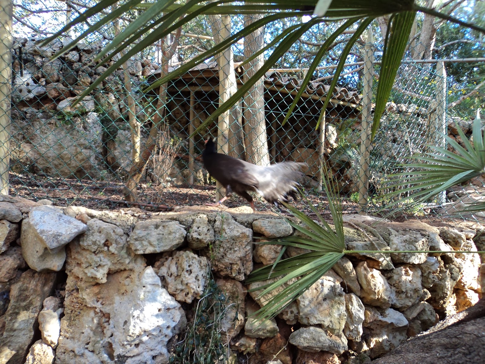 Natura Parc: Los Faisanes de Zoo Natura Parc