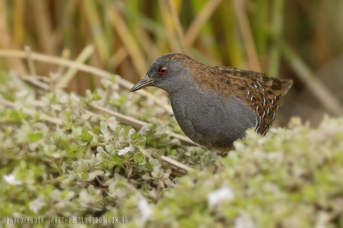 mis fotos de aves: Porzana spiloptera Burrito Negruzco Dot-winged Crake