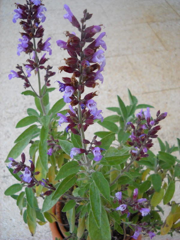 HORTA À PORTA: SALVIA OFFICINALIS (SALVA-das-boticas, salva-mansa, erva ...