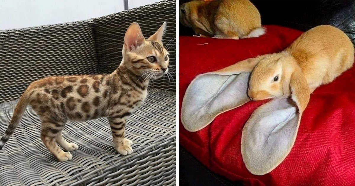 18 Astounding Pictures Show That Nature Can Be Playful Sometimes