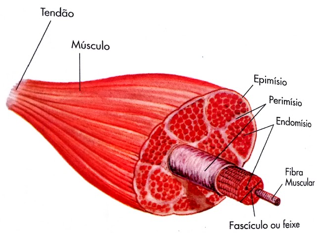 Resumo Fisio: Fisiologia - Sistema muscular esquelético