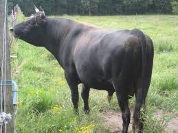 Bull Cow Facts And Pictures | All Wildlife Photographs