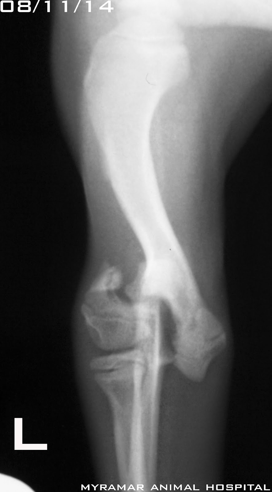 1. FRACTURAS DE HUMERO. TRAUMATOLOGÍA VETERINARIA.