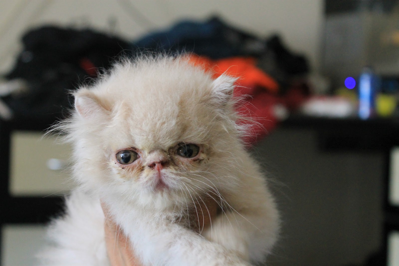 Wallpaper Kucing Flat Face Lengkap