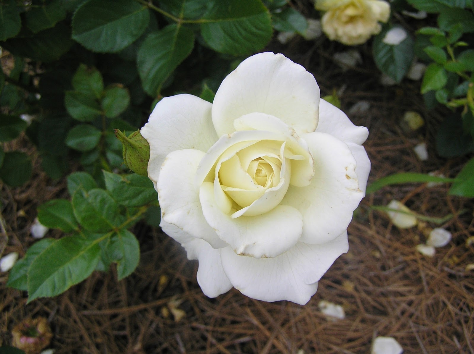 Images from our Life: Rose Garden, Summer 2012