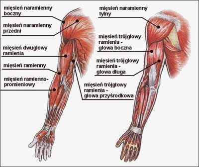 Aktywna Dietetyka: Jak rozbudować barki - kompleksowy trening i ...