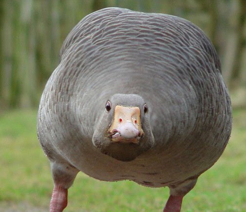 Indie-Monster: Tripple Fat Goose