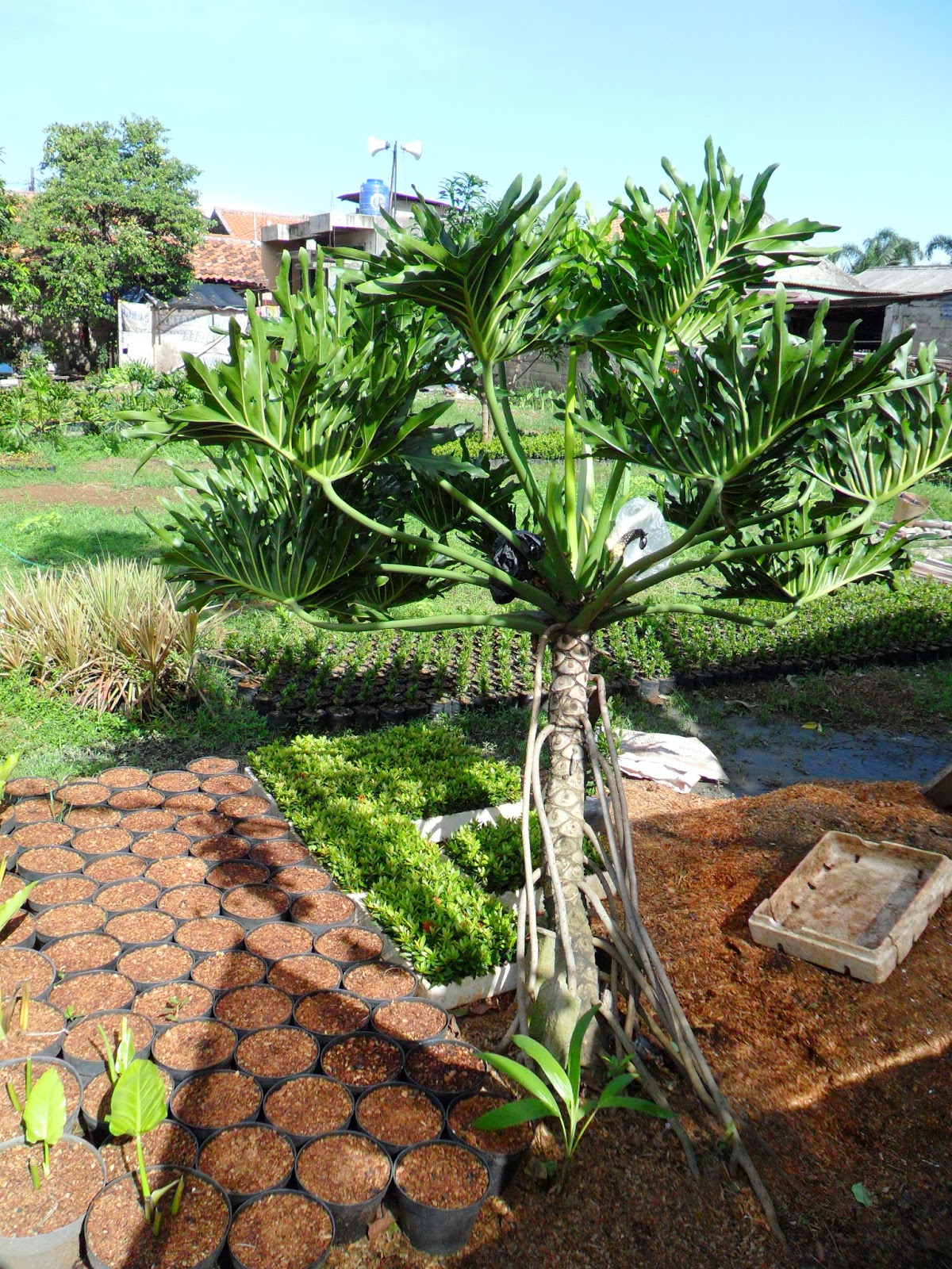 JUAL BIBIT,DAUN, POHON PHILODENDRON