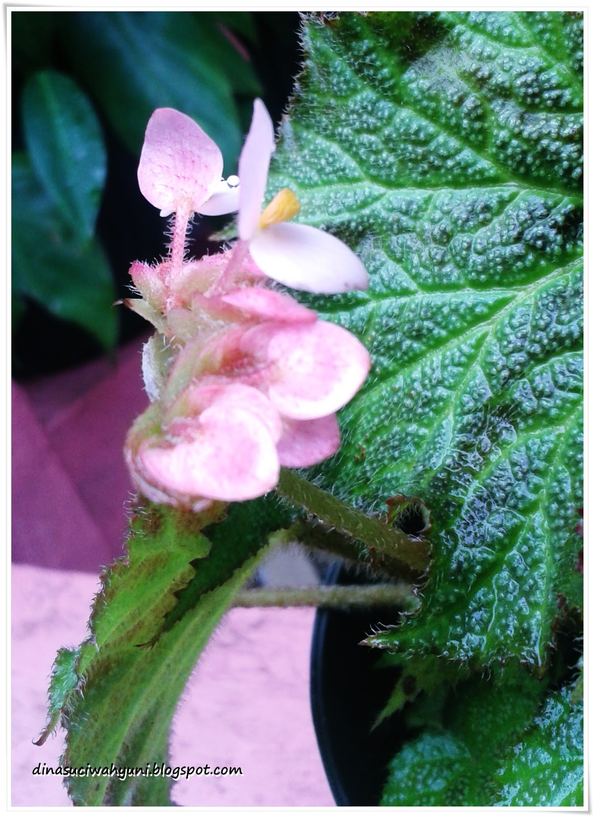 JENIS DAN NAMA - NAMA BUNGA (TANAMAN HIAS " BUNGA CANTIK") | JDSK