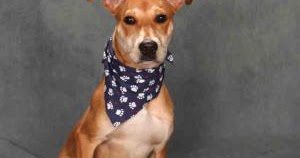 Talking Dogs at For Love of a Dog: Redbone Coonhound Lab Mix Adoptable Dog