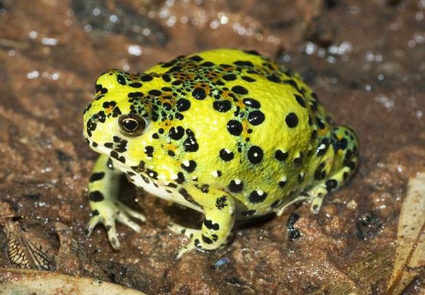 Sapo | Espécies de Sapos