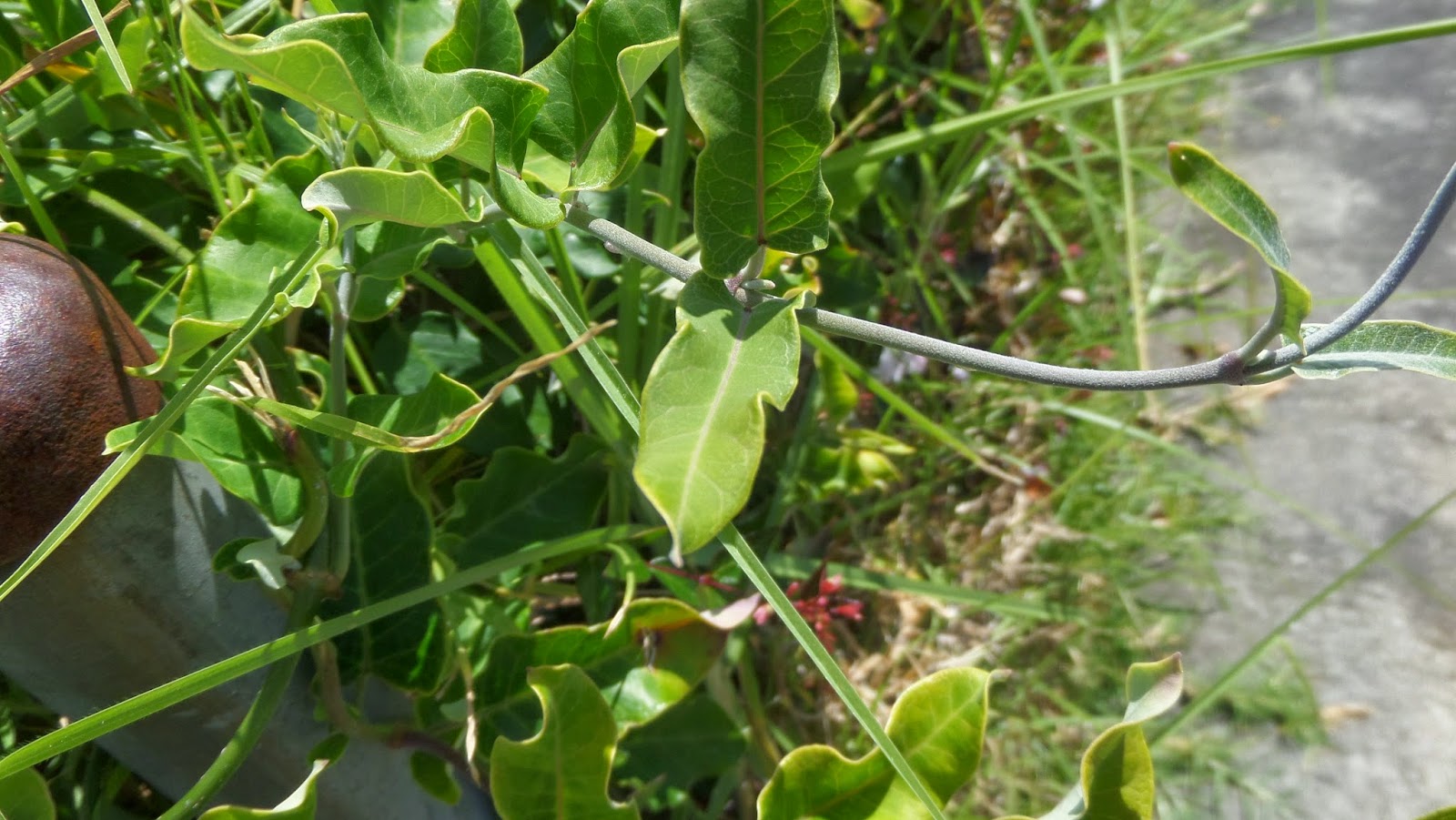 my walk with food and beautiful plants and flowers: moth plant Araujia ...