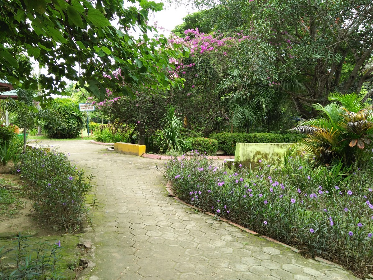 Berkunjung Ke Taman Teratai Kendari Di Kota Kendari Sulawesi Tenggara ...