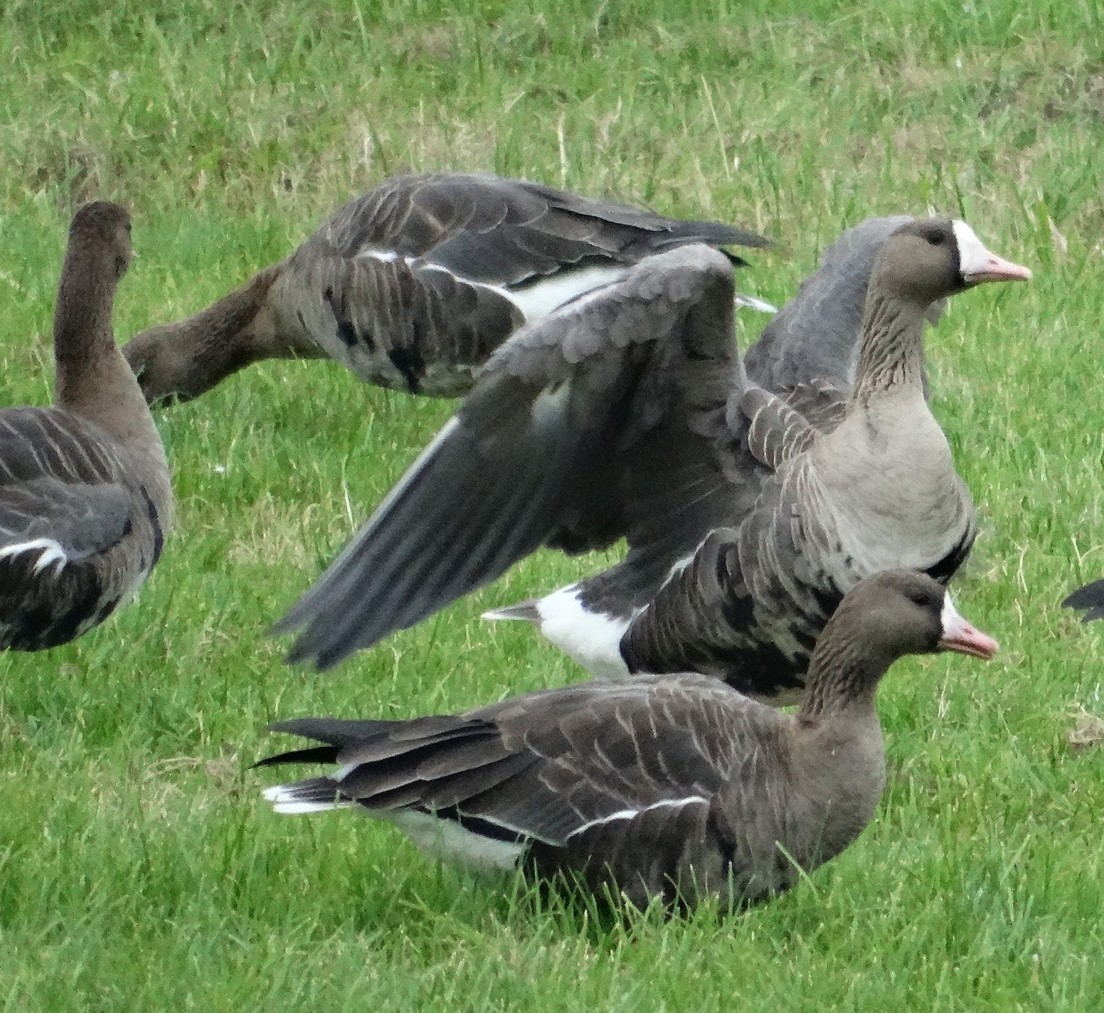 oog voor de natuur: Kolganzen in de Zonzeelse polder