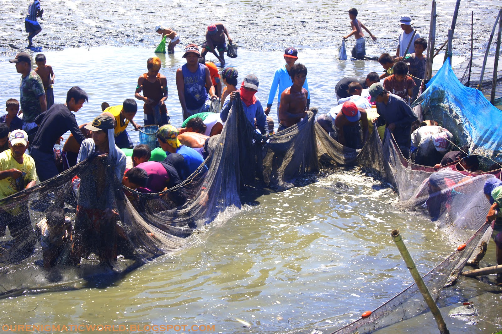 Our Enigmatic World: Fish Harvesting in Pangasinan