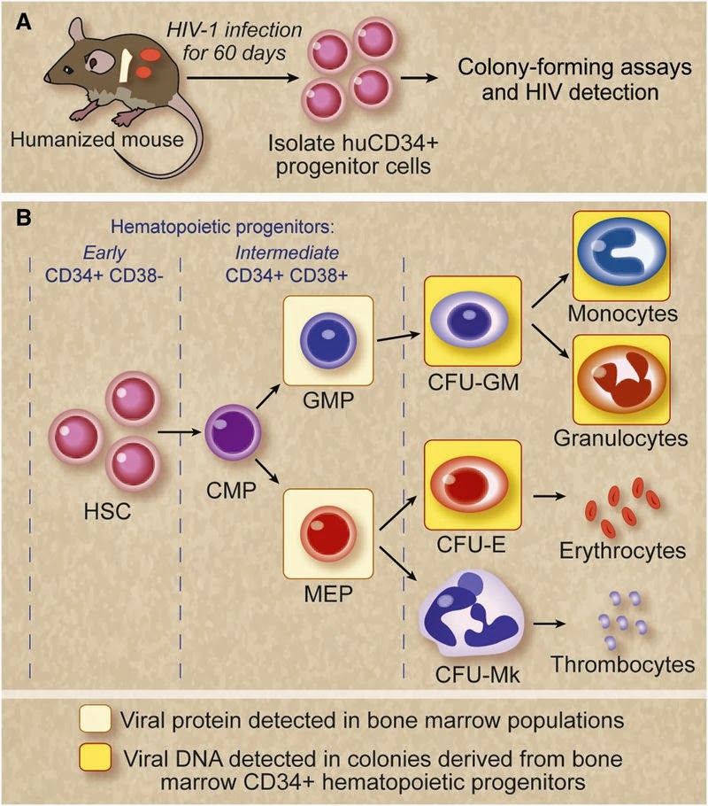 Medical Laboratory and Biomedical Science: New insights into HIV impact ...