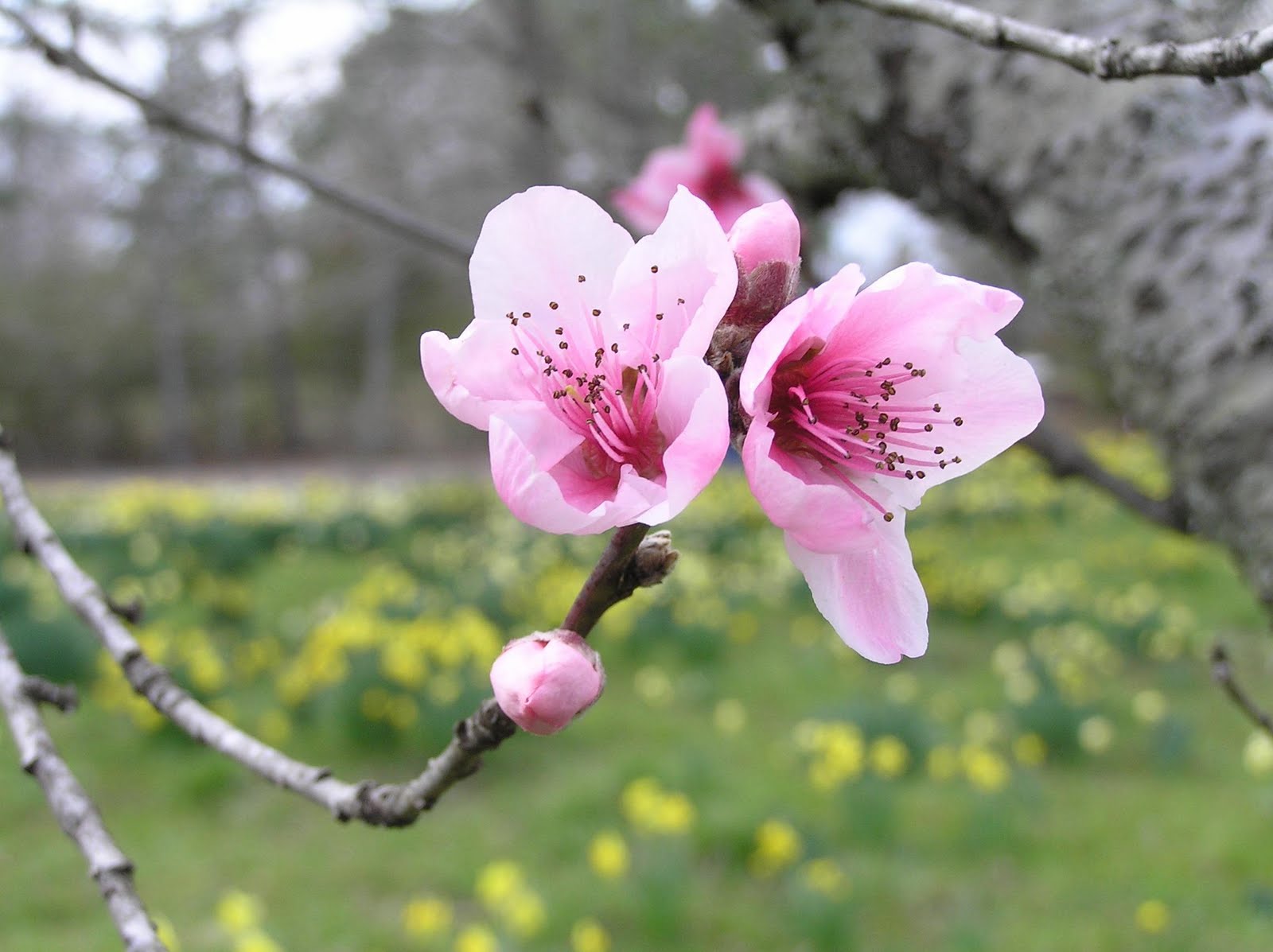 trololo blogg: Wallpaper Hoa Xuan