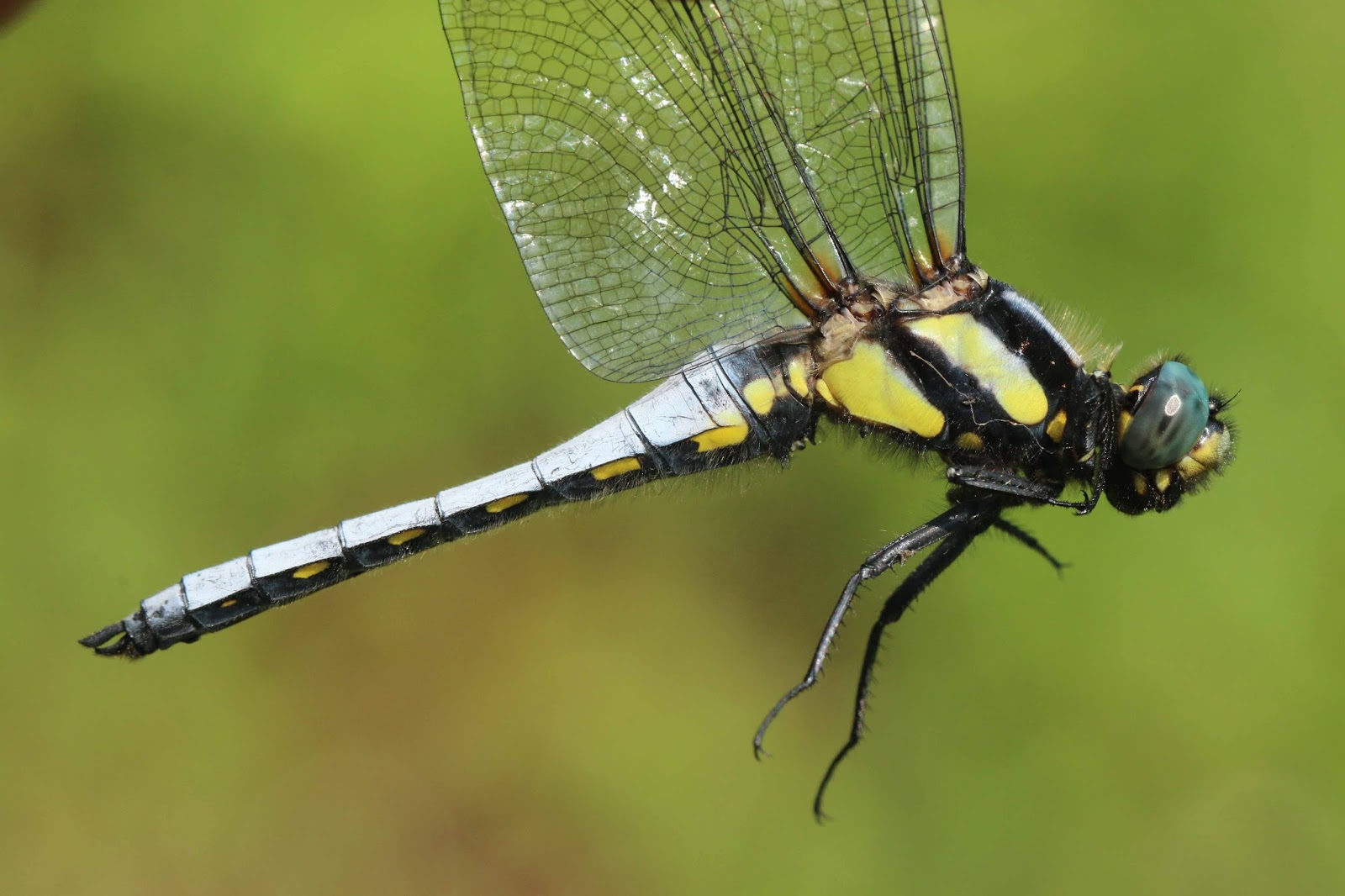 Dragonflies and damselflies of Vietnam: Orthetrum internum headaches