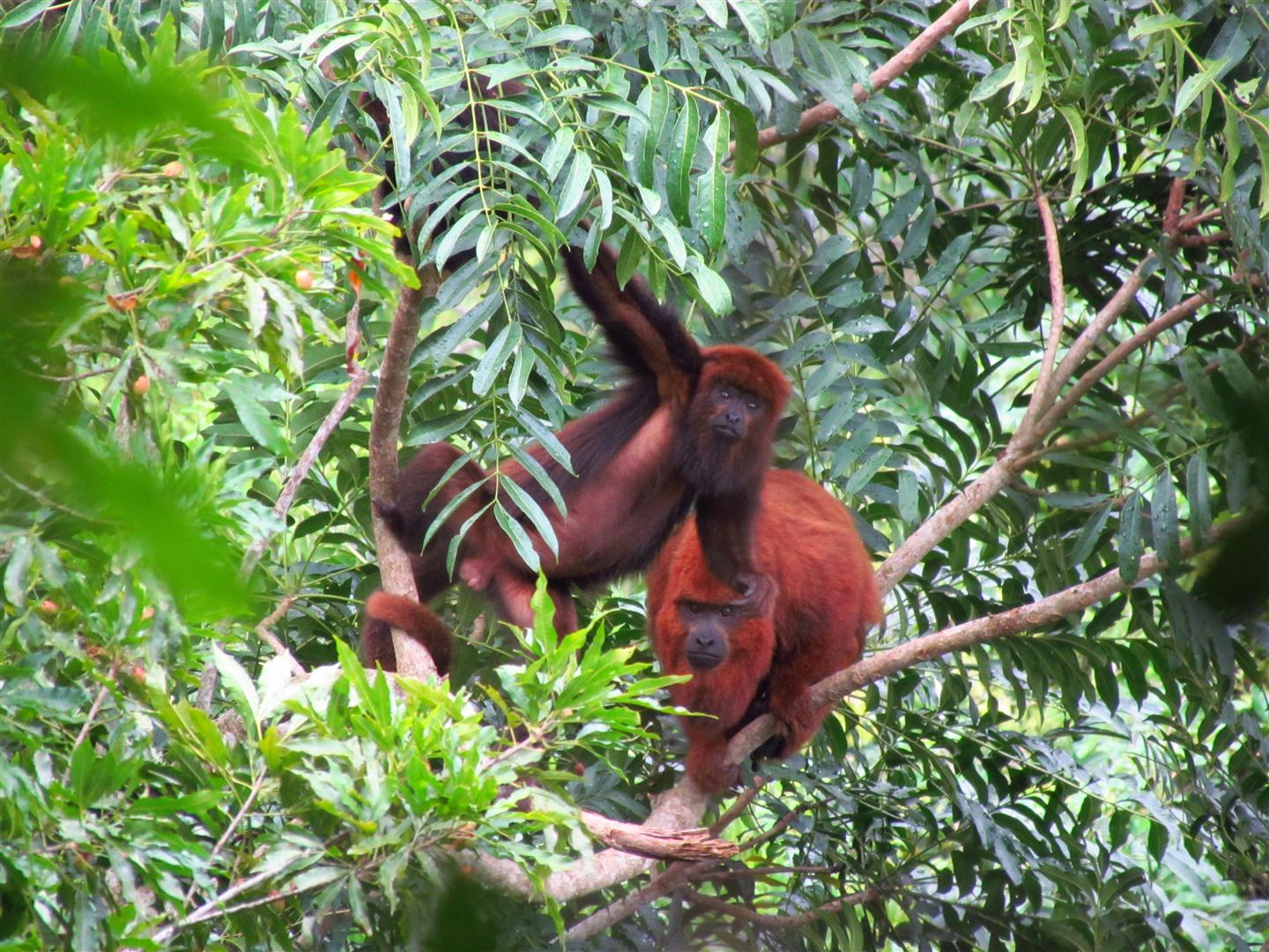 Clique ambiental:: O bugio ruivo no Ecoparque
