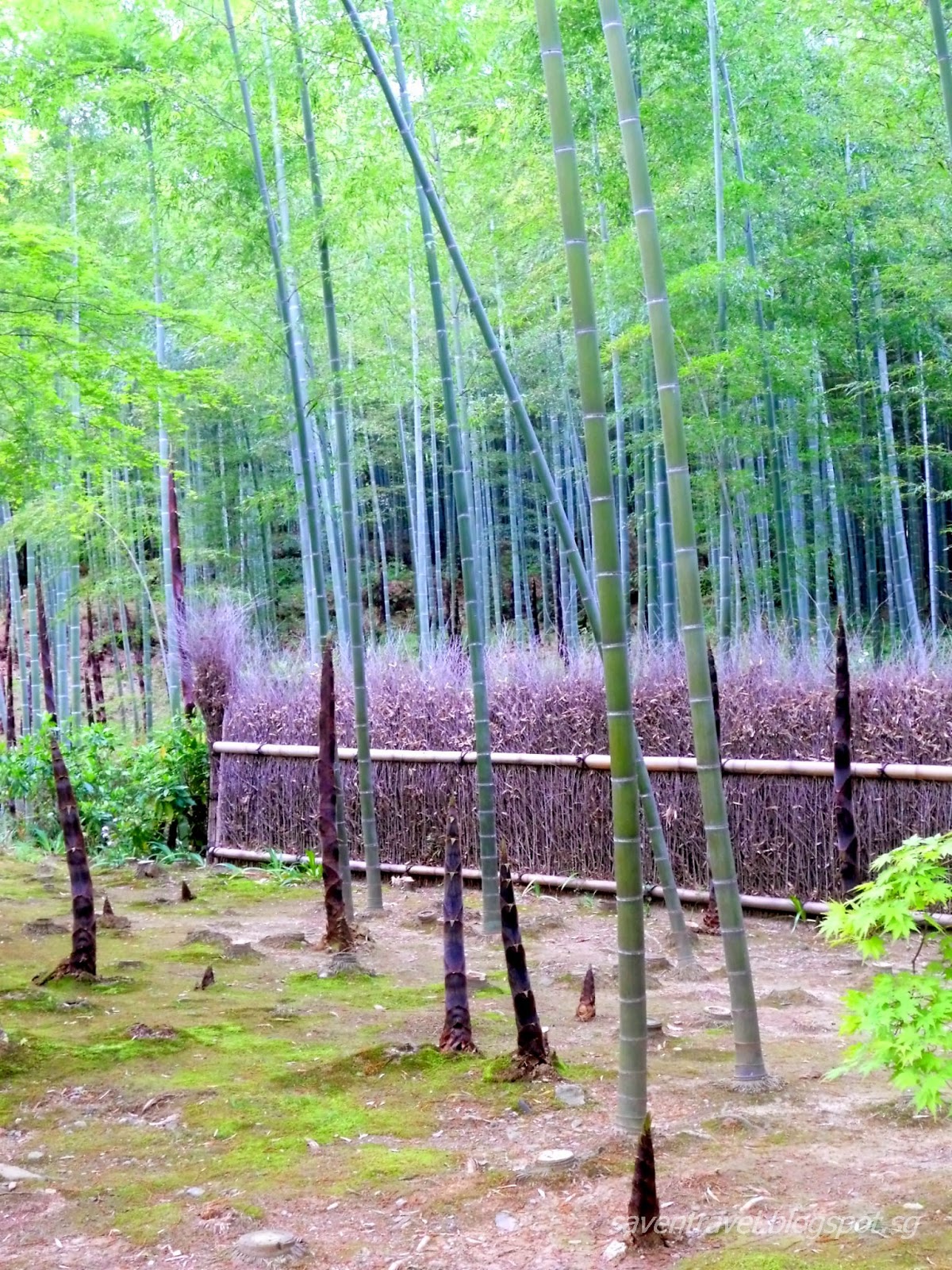 Save & Travel: Japan Golden Week - Kyoto 2/2