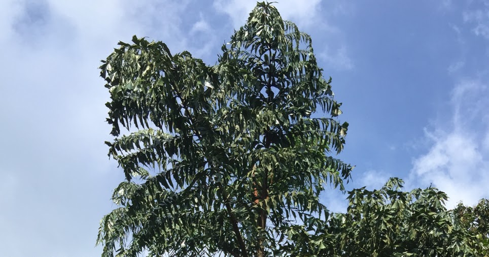 Learning to Live Peace: Tapping Kithul Palm