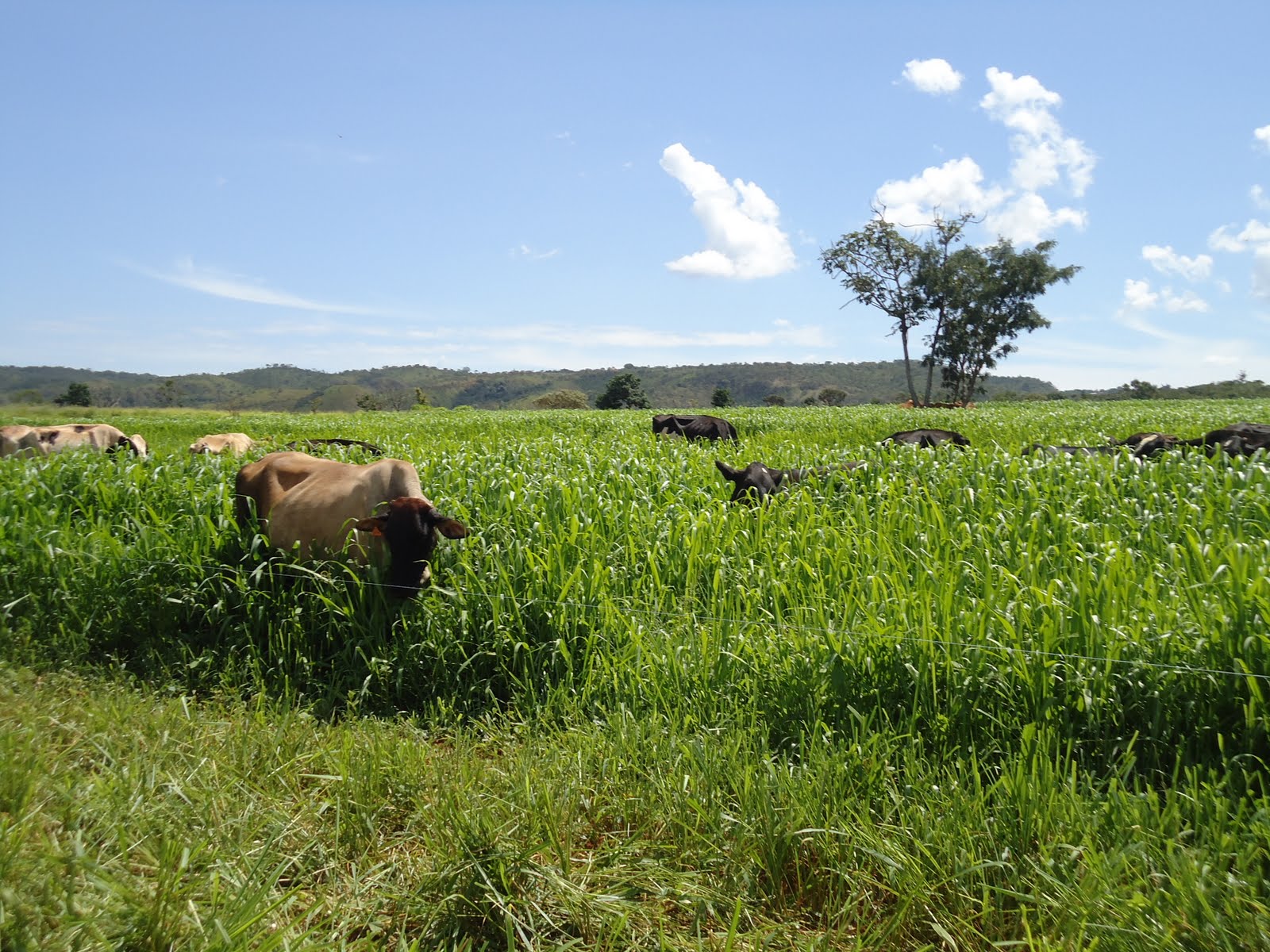 Núcleo Rural: O Manejo da Vaca Seca e sua Importância