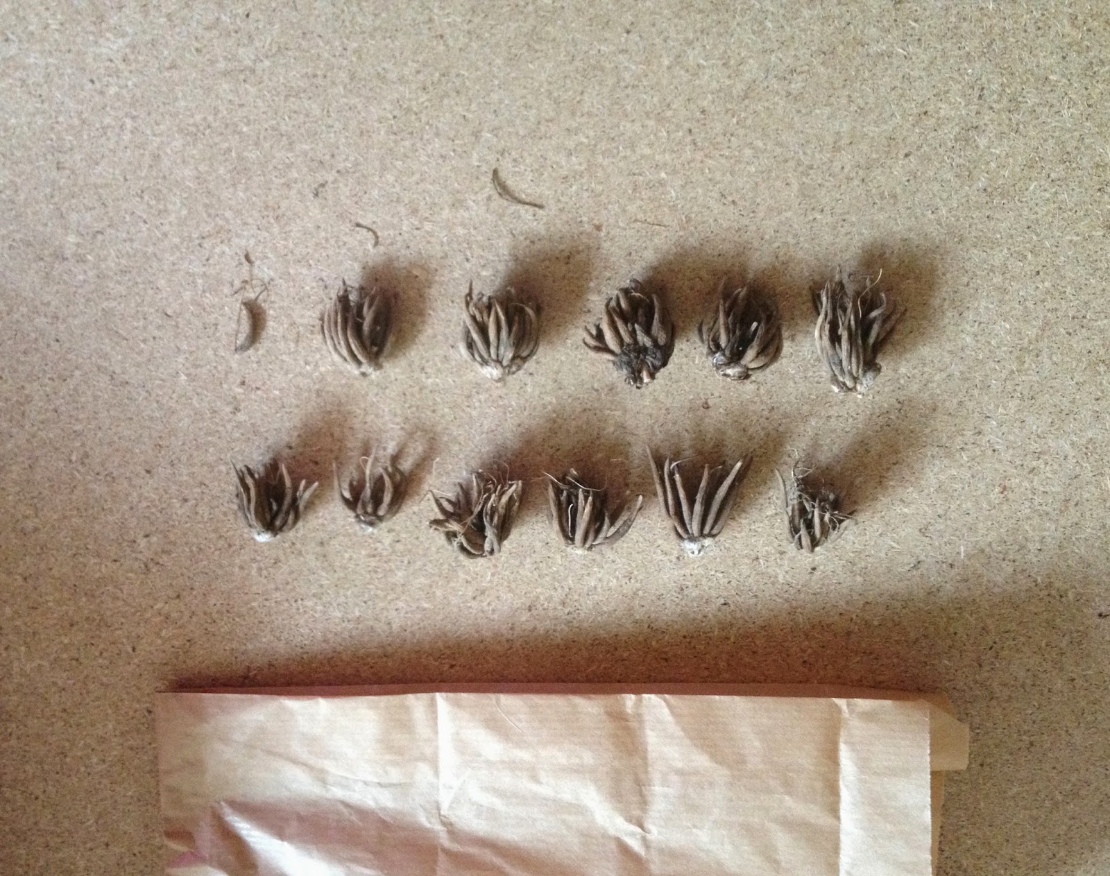 AZIJINIS VĖDRYNAS / Rununculus asiaticus