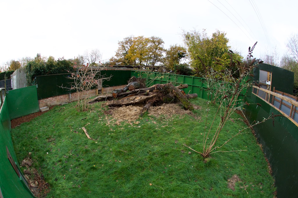 British Wildlife Centre ~ Keeper's Blog: Badgers on the Move