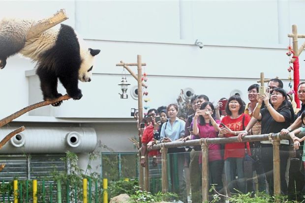 Visitors Make A Beeline For Pandas At Zoo Negara ~ QQ Malaysia Online