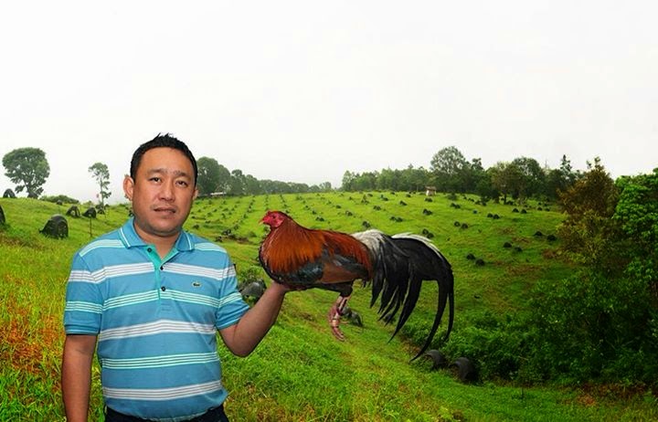 Cockers Today: DVH & Sons Gamefarm: Champion in Cockfighting