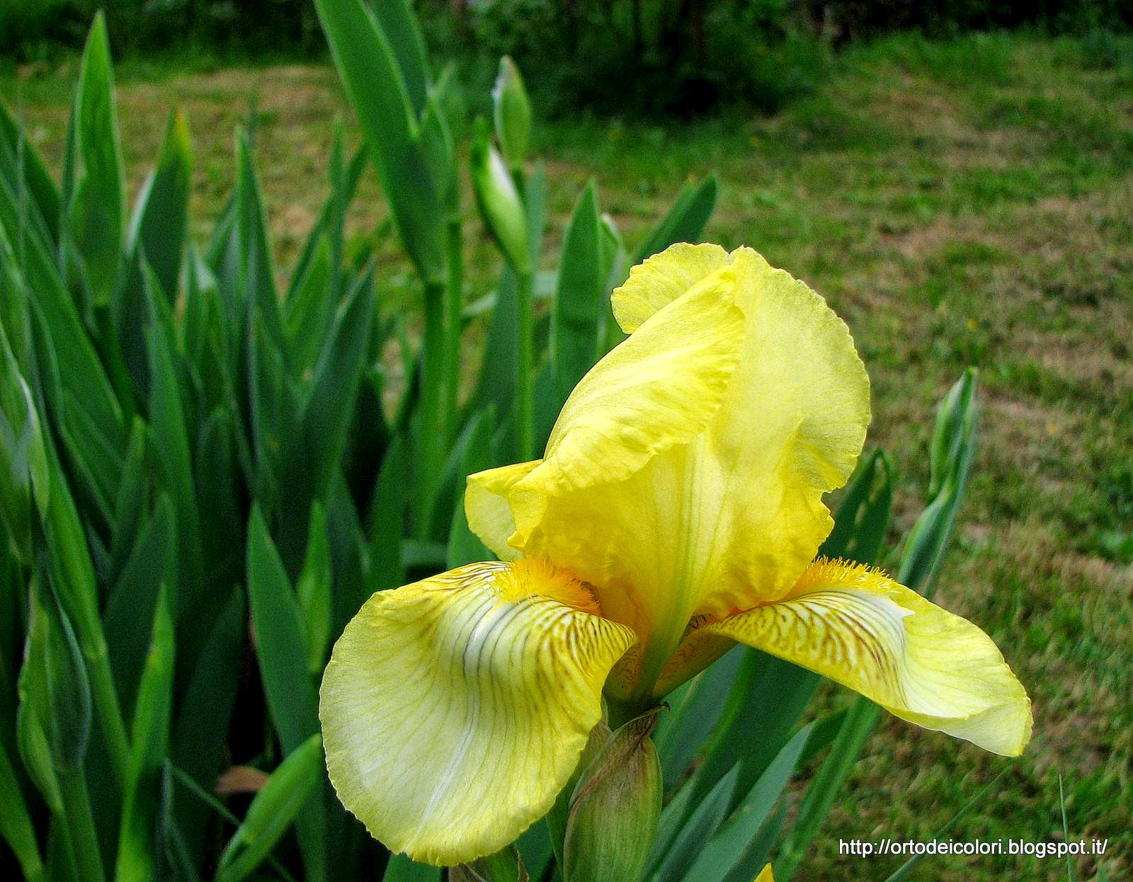 L'orto dei colori: Prima iris barbata in fiore