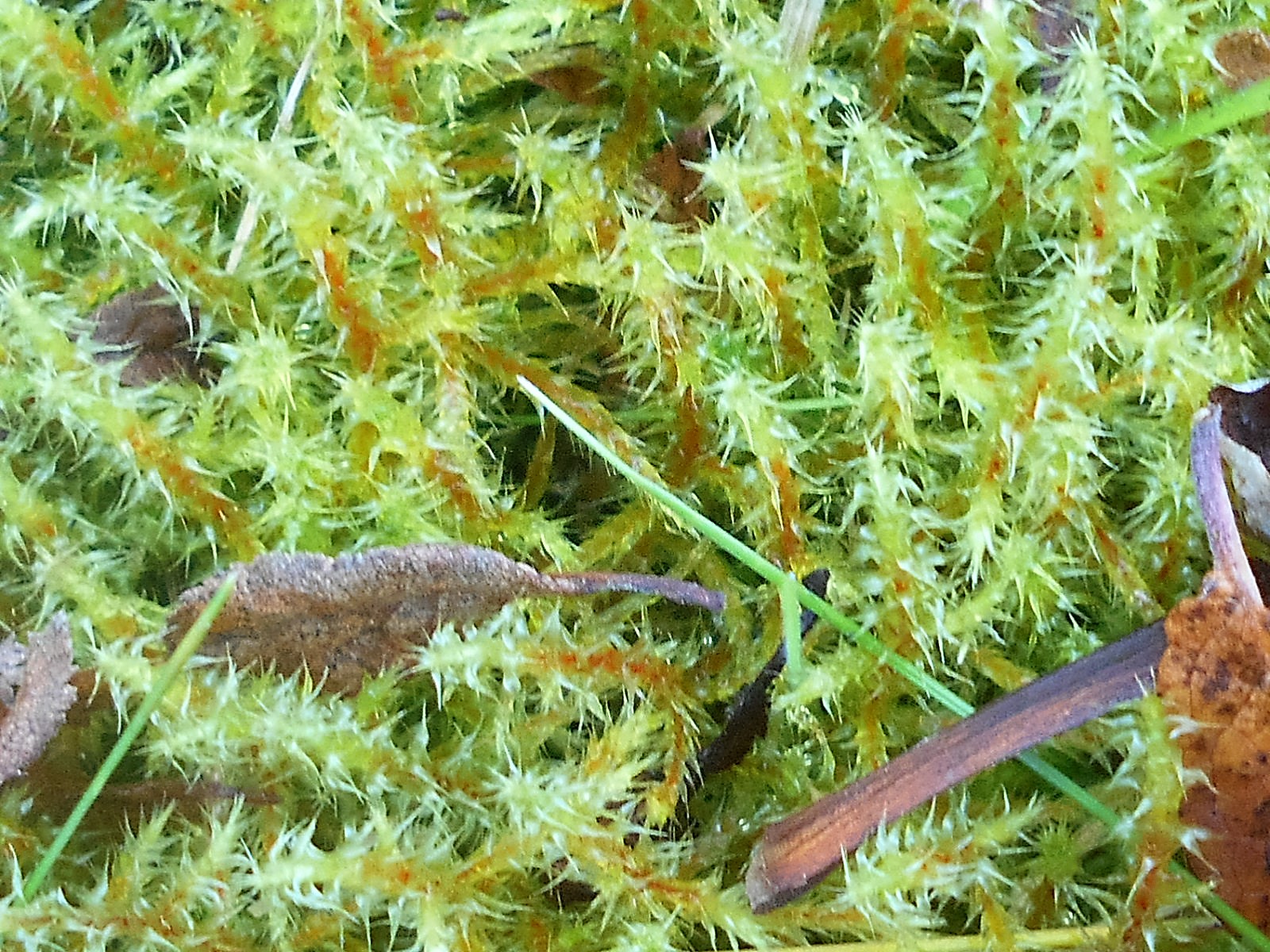 Tony's Blog: Back with the mosses