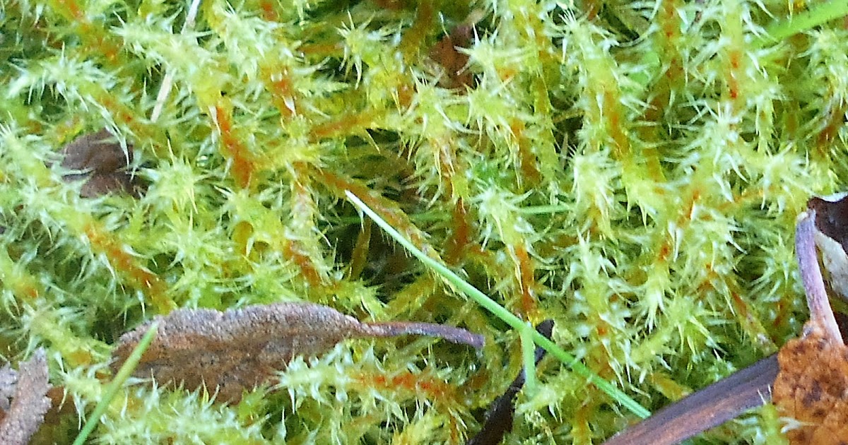 Tony's Blog: Back with the mosses