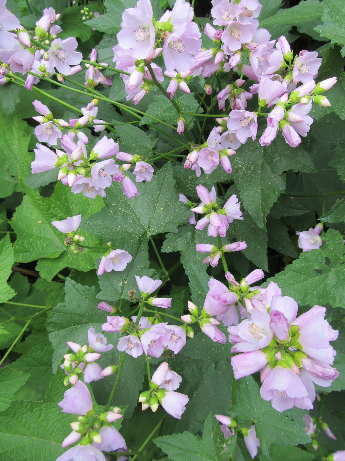 Montana Wildlife Gardener: Progress on the Project List and Pictures ...