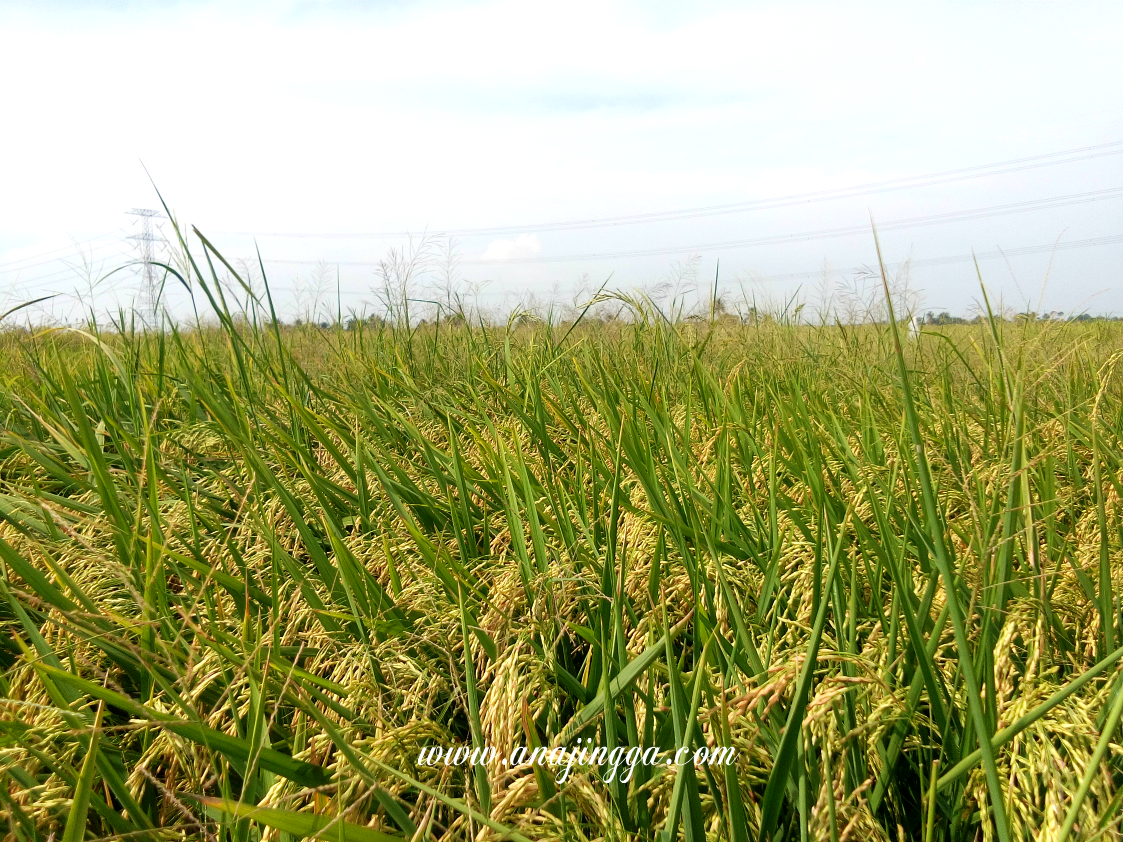 Sawah Padi Menguning Rezeki Petani