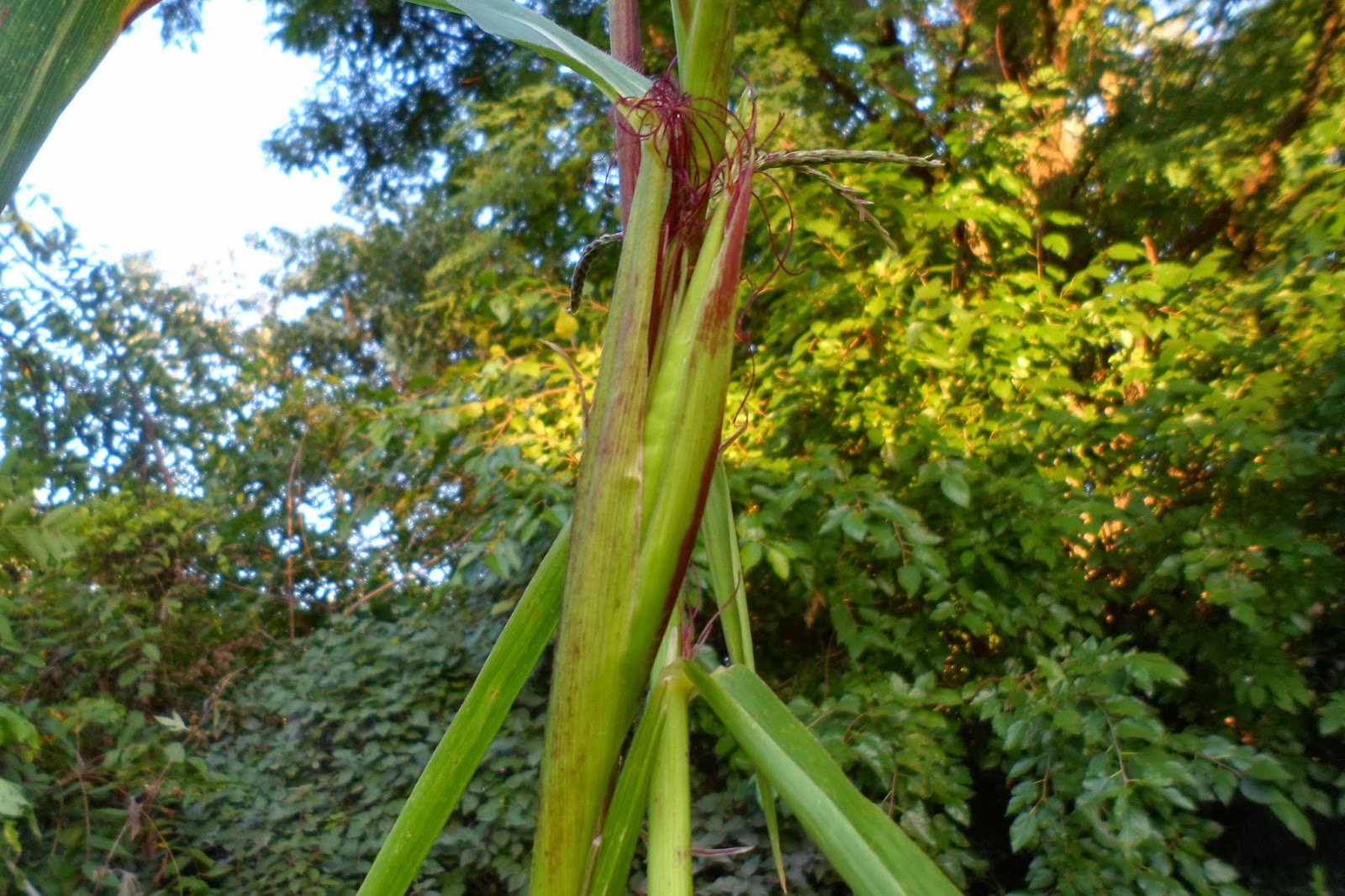 The Perennial Agriculturalist: teosinte seeds on the hoof II