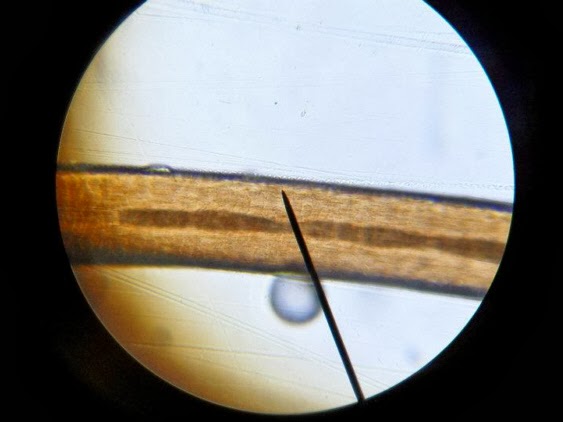 Loving Life Science ... Miss A's Biology Blog: Microscope Hair Lab ...