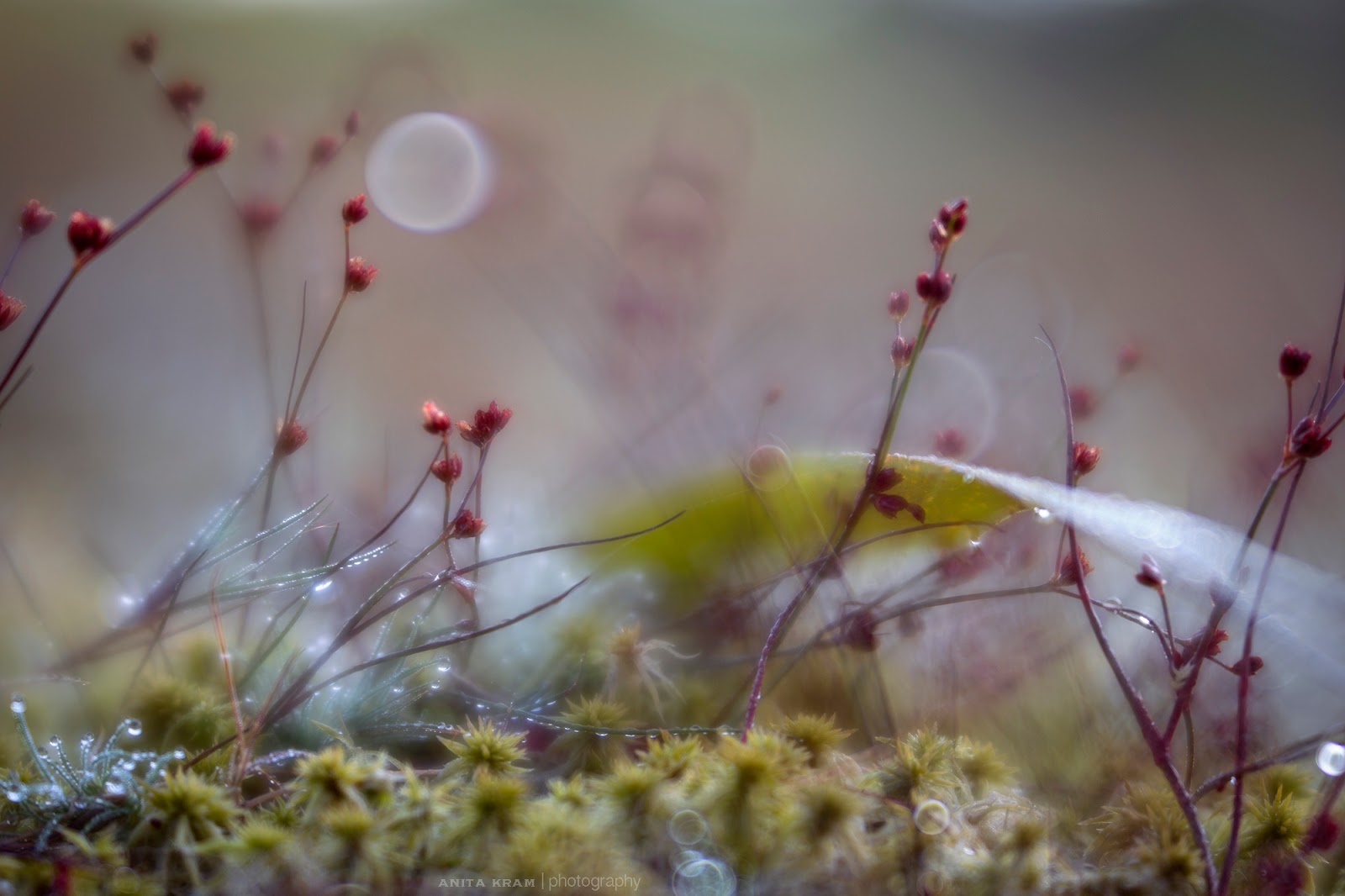 Anita Kram | photography