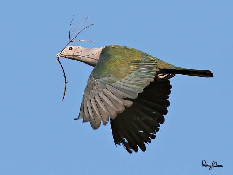 Romy Ocon's Wild Birds of the Philippines: Green Imperial-Pigeon in flight