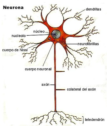 Neurona