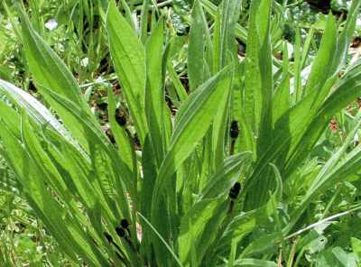 Trputac ženski – Biljna Ljekarna