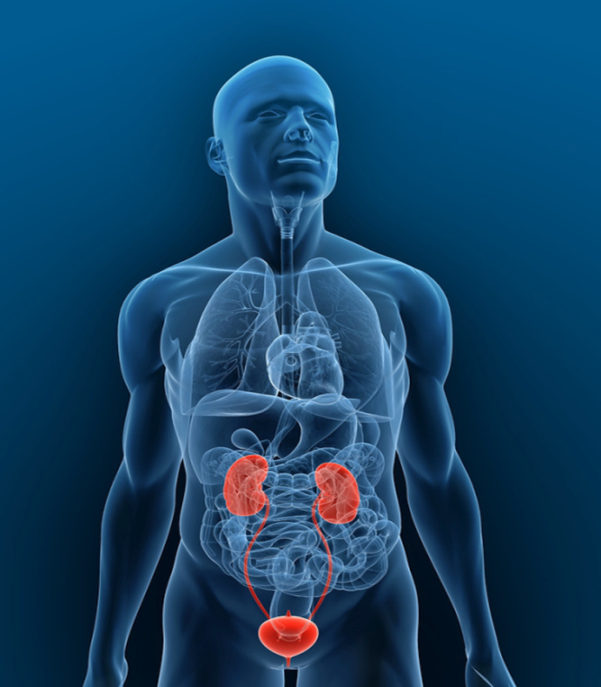 Rinichii in Medicina Traditionala Chineza – TCM Partea I-a