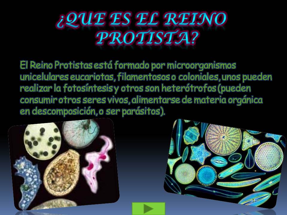 Toda mi Primaria. ¡Winamba Nicaragua!: Reino Protista