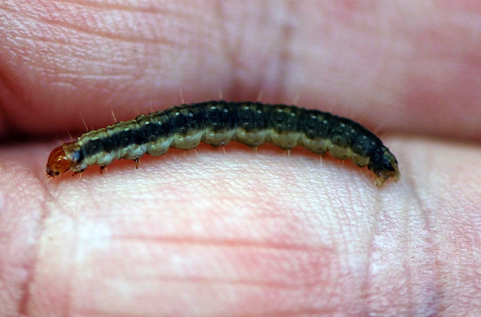 Field Biology in Southeastern Ohio: A Fall Insect Walk (and more ...