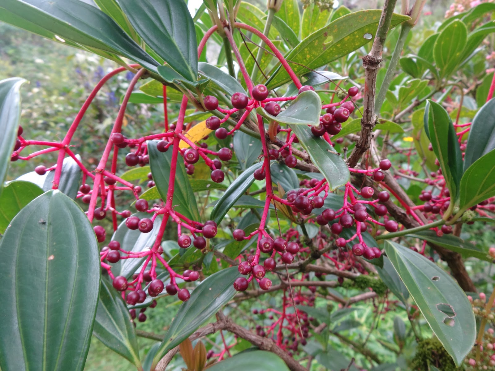 Herbs from Distant Lands: Medinilla magnifica, Medinilla pendula ...