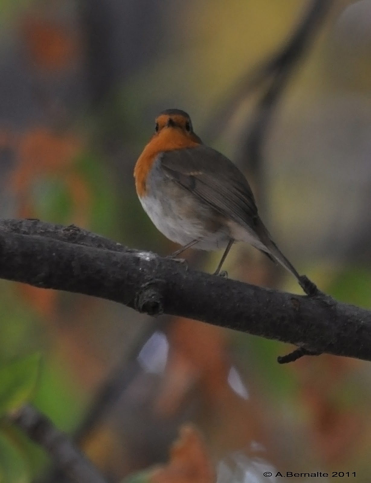 Las Aves del Retiro (sin ir más lejos...): Petirrojo Europeo
